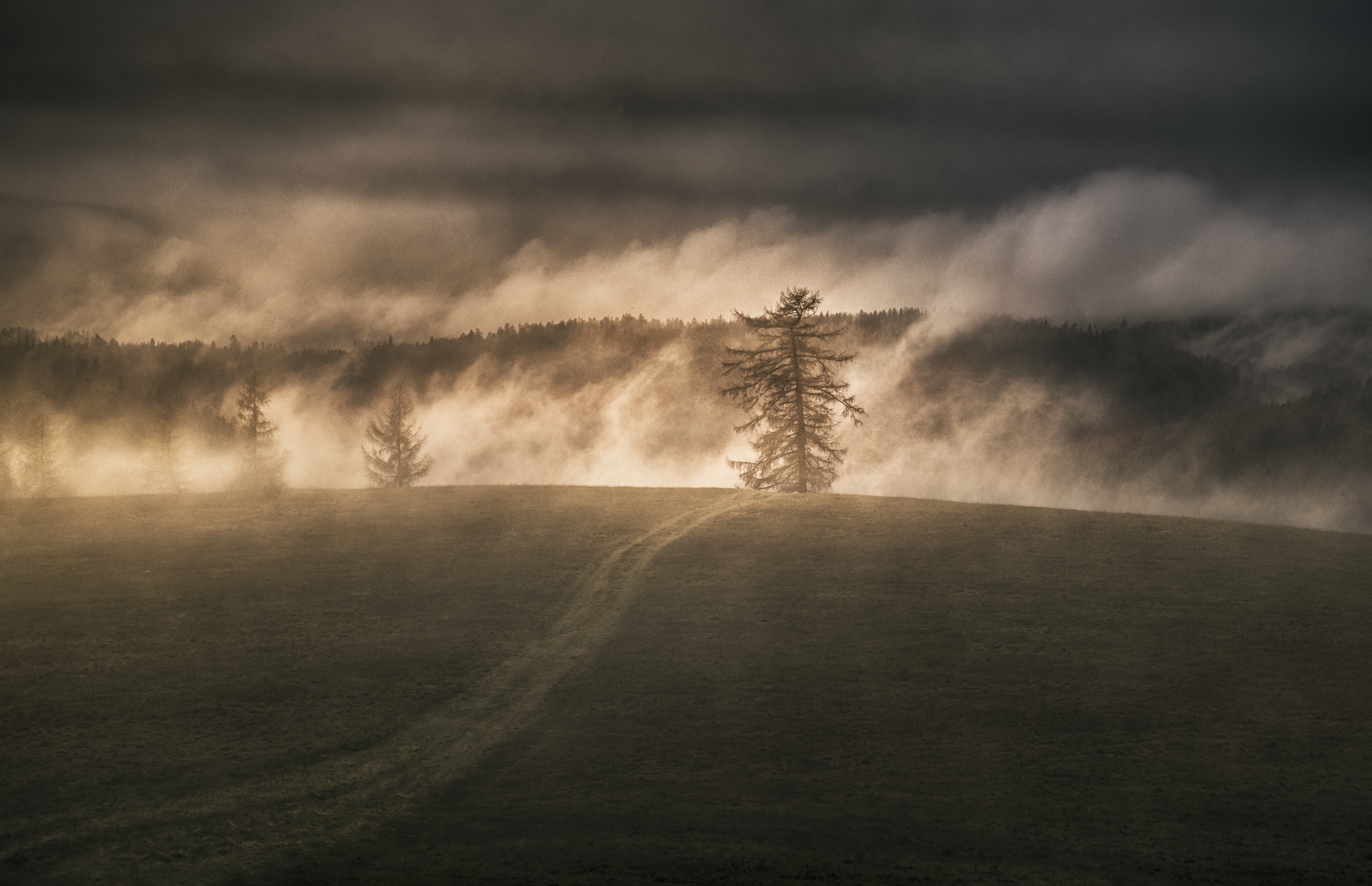 Rising fog wallpaper - Happywall