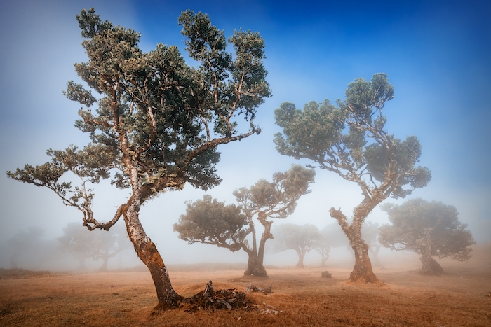 Fanal wallpaper wallpaper | Happywall