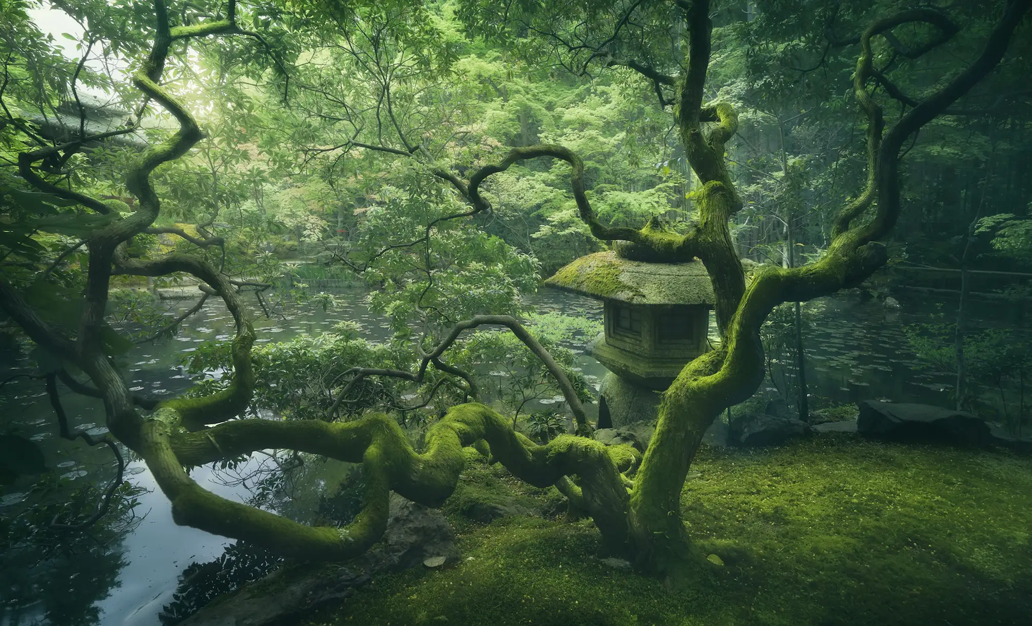 Buy Japanese Tree wallpaper - Happywall