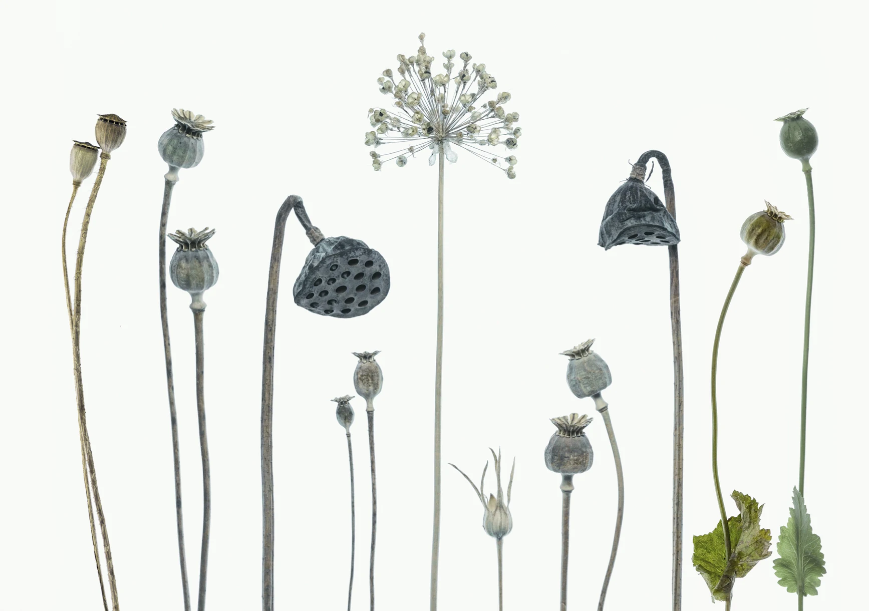 Seed Heads Wall Mural - Modern Wallpapers to Transform Your Décor ...