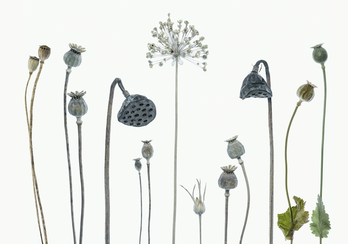 Floral Seed Heads Wallpaper for Modern Decor