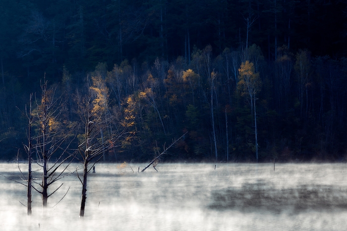 Misty Forest Reflection Wallpaper