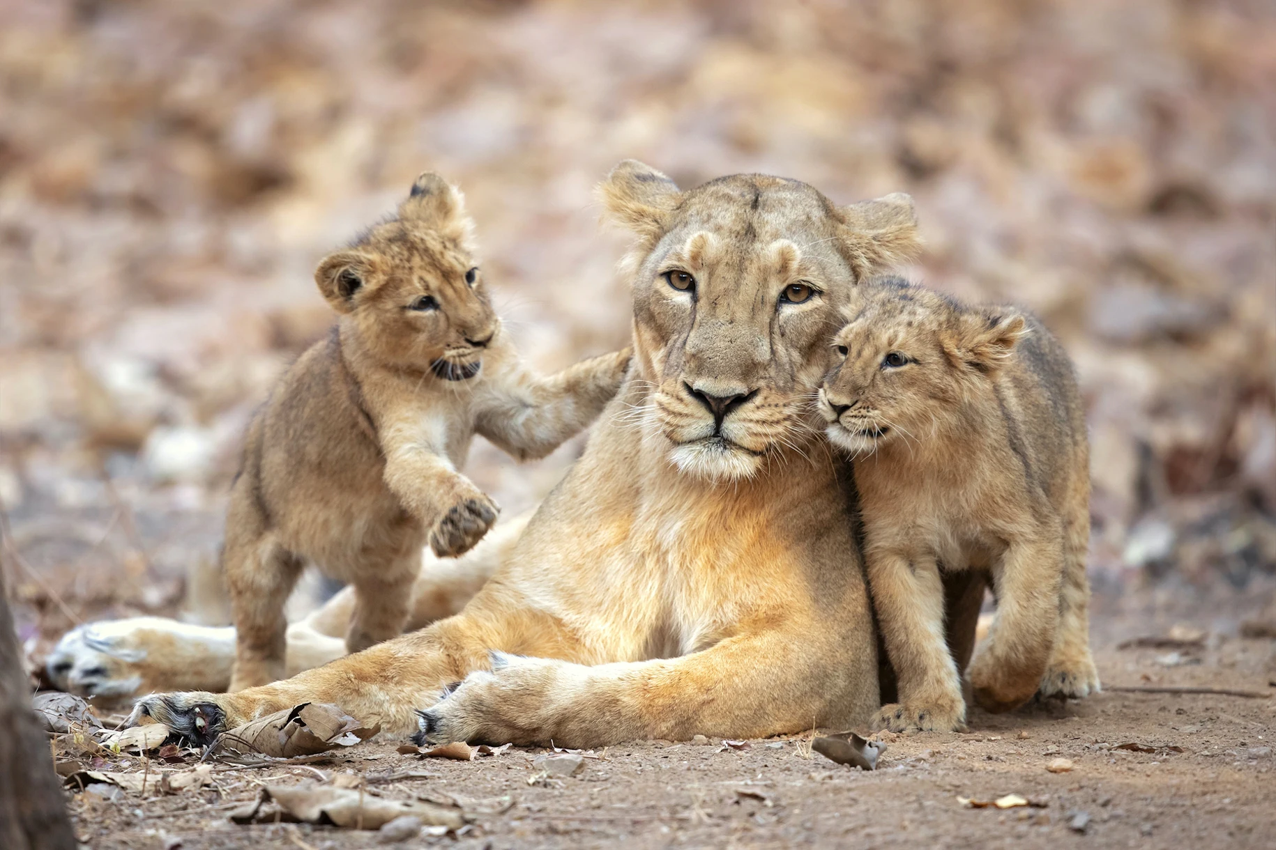 Asiatic Lioness Wallpaper - Stunning and Majestic | Happywall
