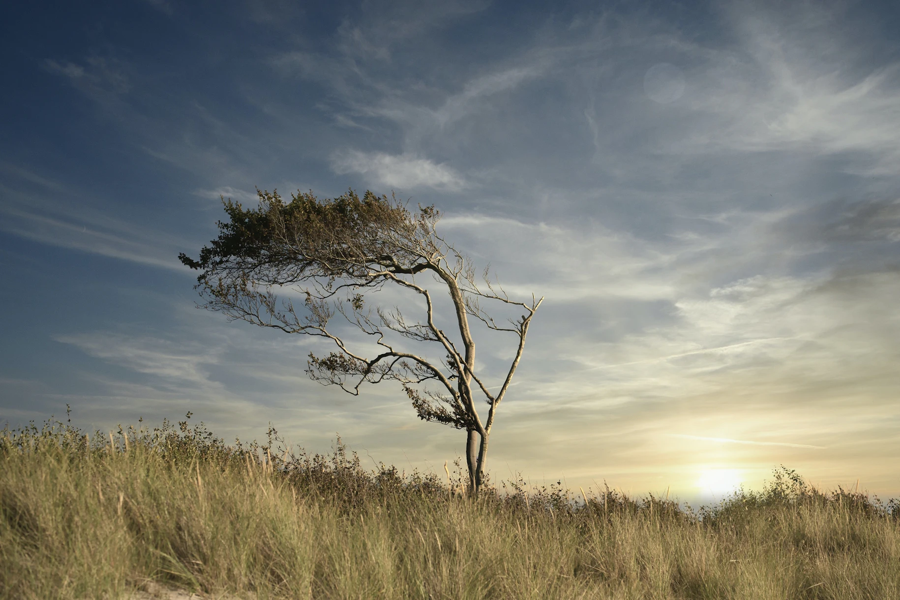 Baltic Sea Beach Tree wallpaper - Happywall