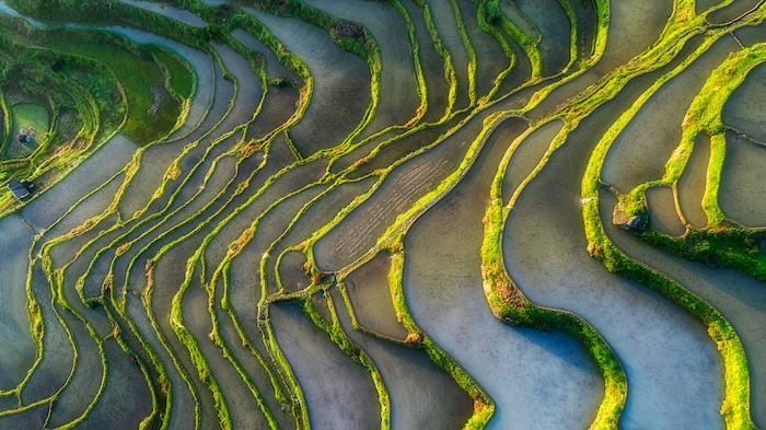 Green Terraced Fields Wallpaper for Bedrooms