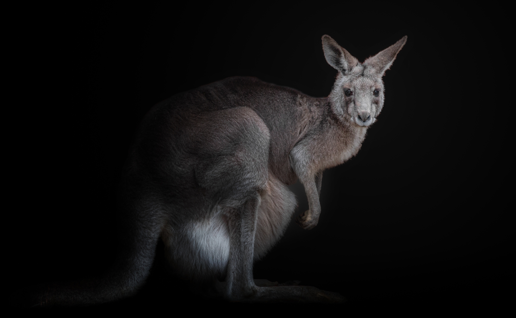 Buy Stunning Kangaroo Wallpaper Online | Happywall