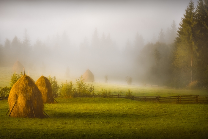 Hay Wallpaper - Stylish and Minimalistic Design | Happywall