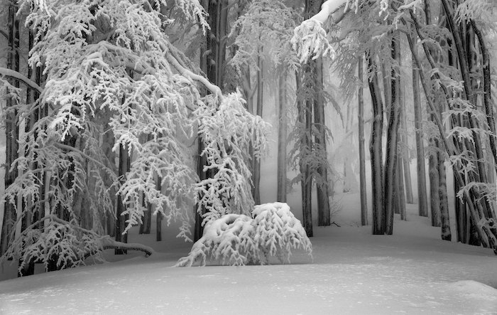 Perfect Winter Wallpaper - Bring Your Walls to Life | Happywall