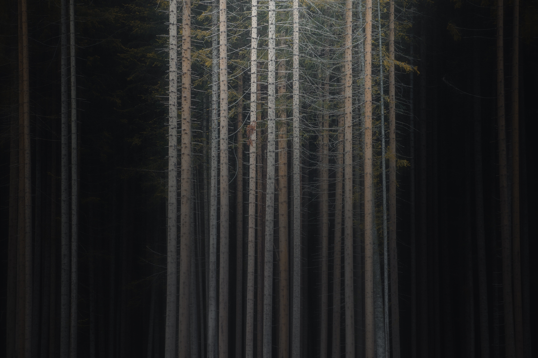 Second Skin wallpaper - Happywall