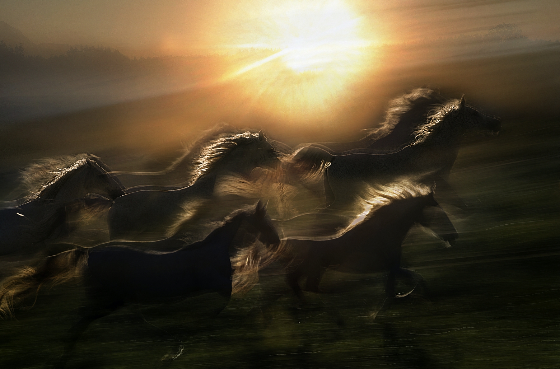 Morning Gallop Wallpaper | Buy Online at Happywall