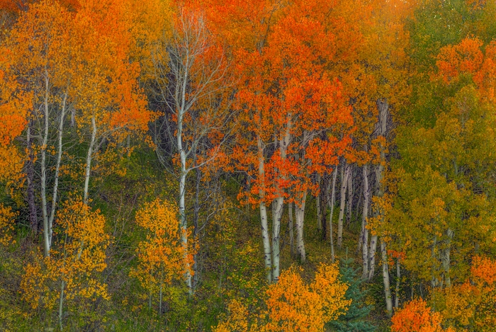 Abounding Color Wallpaper - Buy Online | Happywall