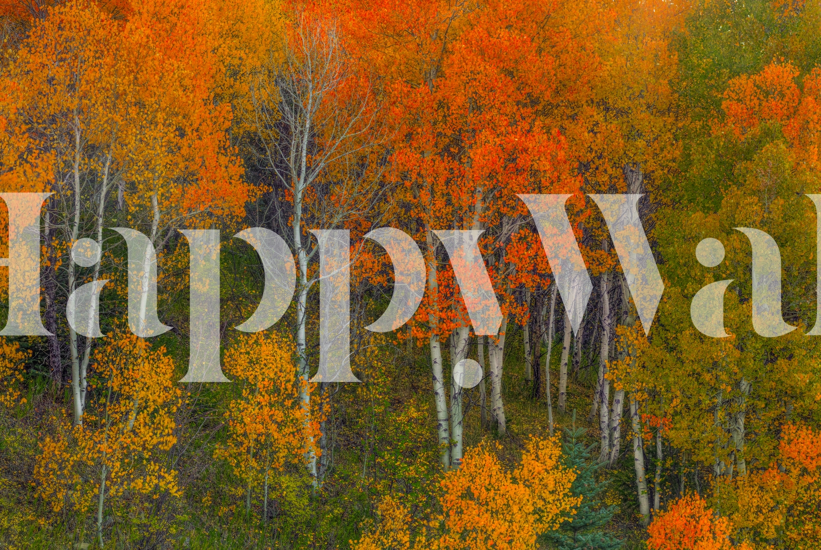 Abounding Color wallpaper wallpaper | Happywall