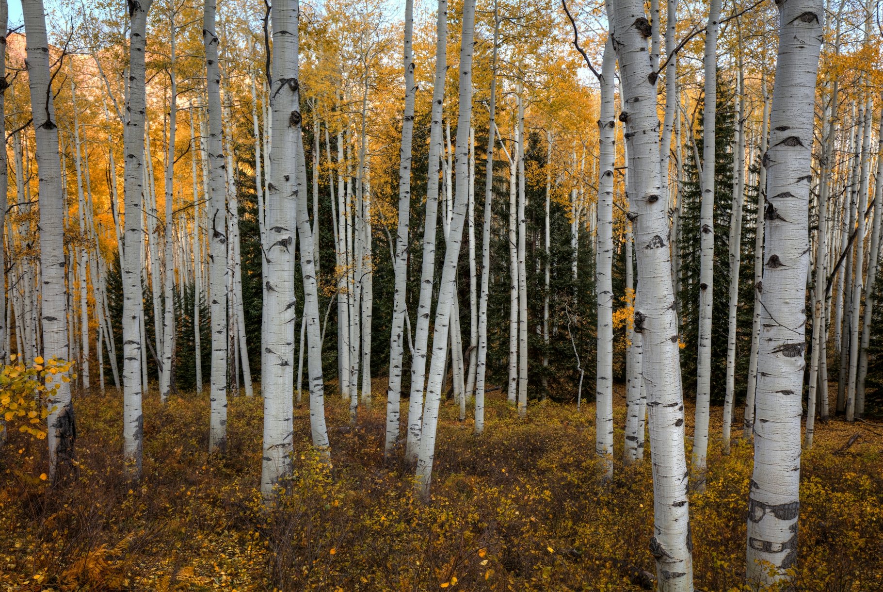 Aspen Forest In Autumn wallpaper - Happywall