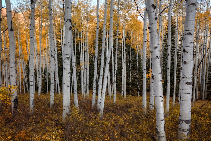 Aspen Forest Wallpaper in Autumn Colors
