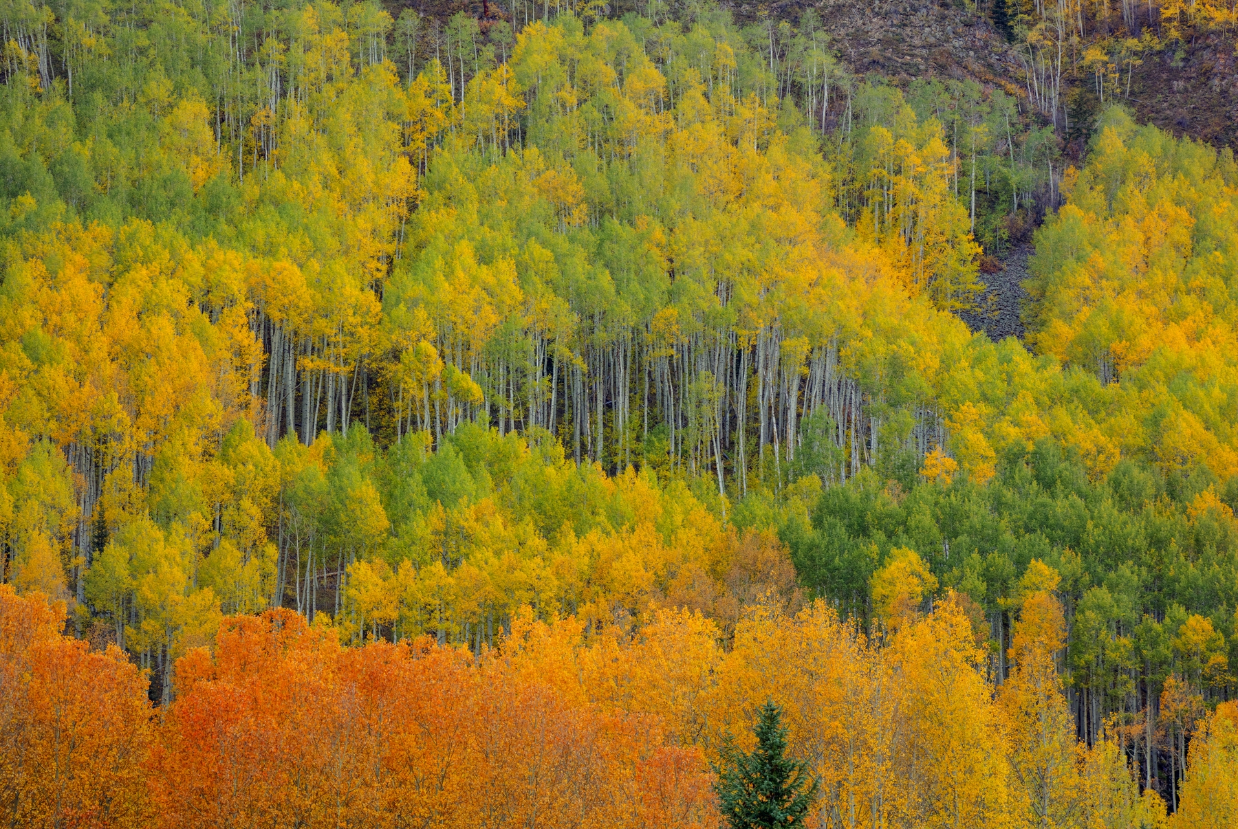 Colorful Aspen Forest Wallpaper - Buy Online | Happywall
