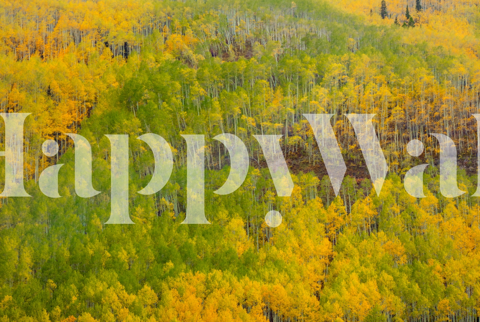 Transition Wallpaper - Mesmerizing Patterns | Happywall