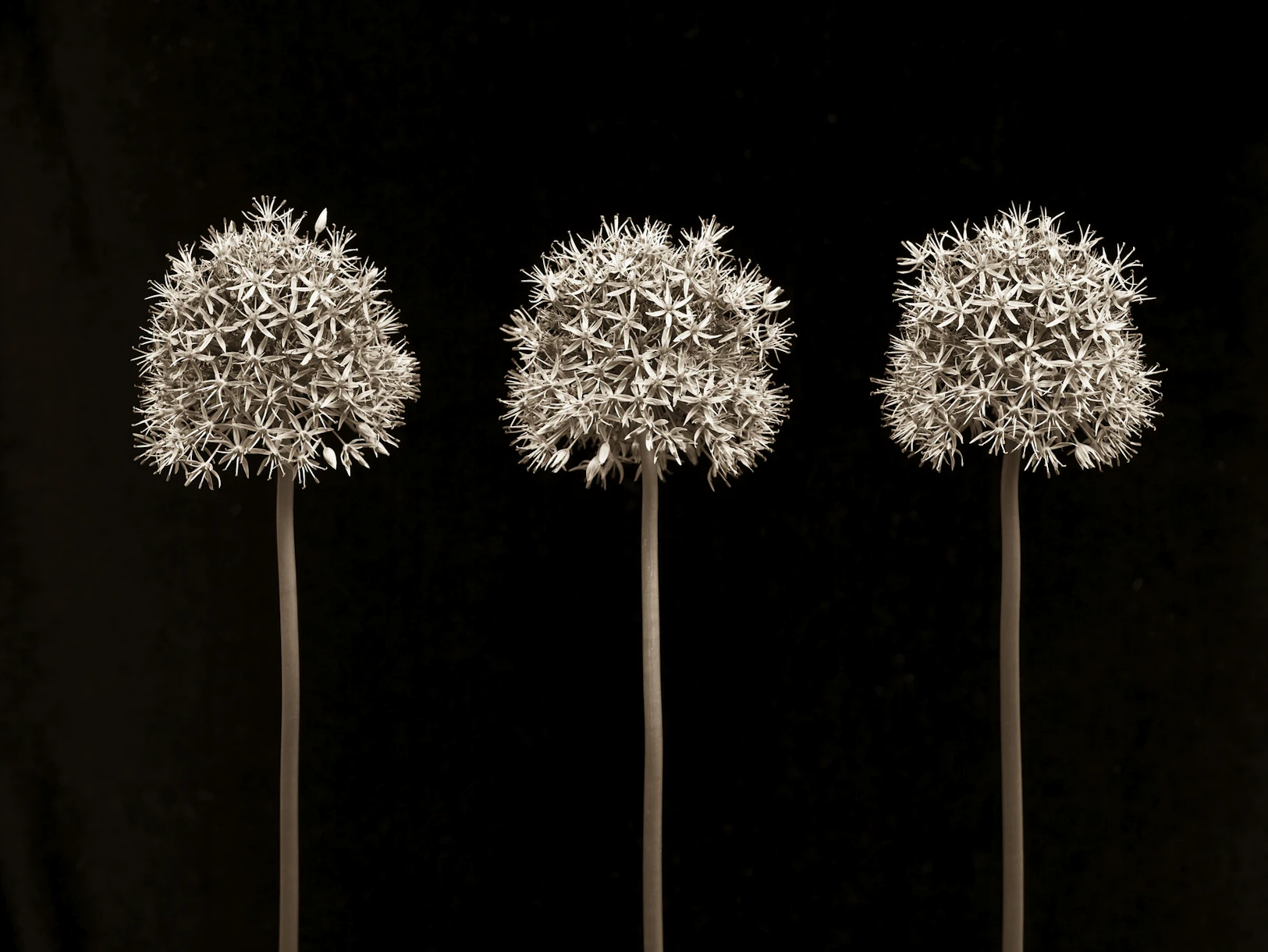 Allium Flowers Wallpaper | Happywall