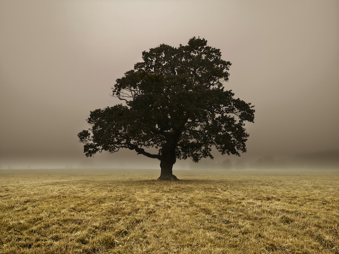 Buy Single Tree in Mist and Fog Wallpaper - Happywall