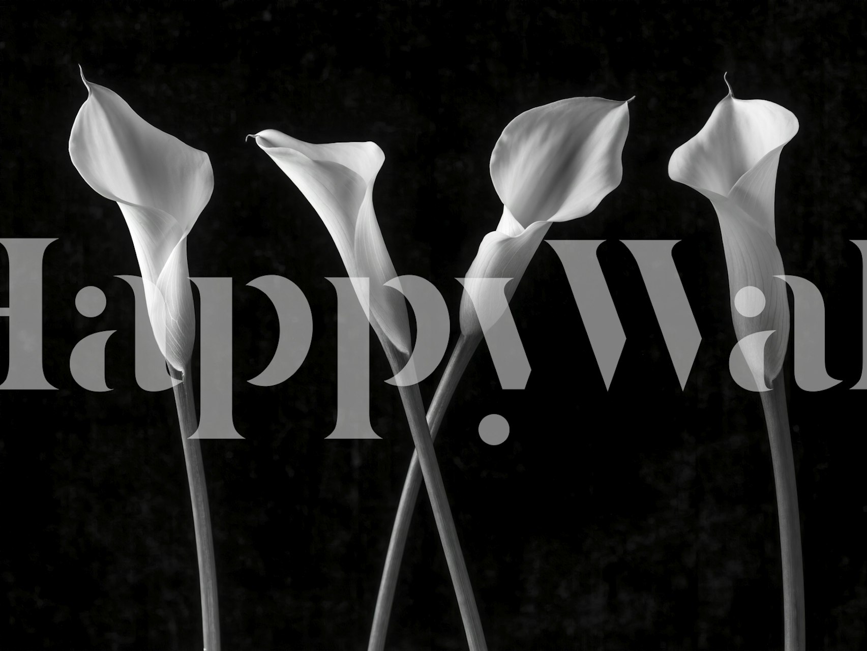 Calla Lilies In A Row Wallpaper Happywall
