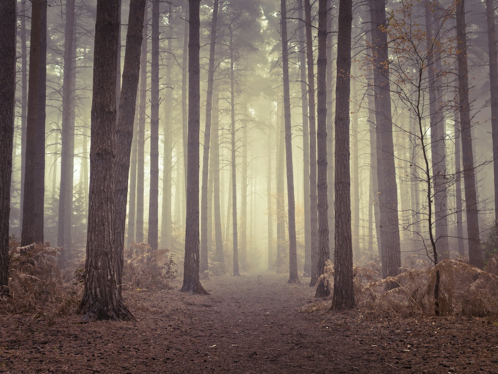 Misty Trees Wallpaper - Buy Nature Wallpapers Online | Happywall