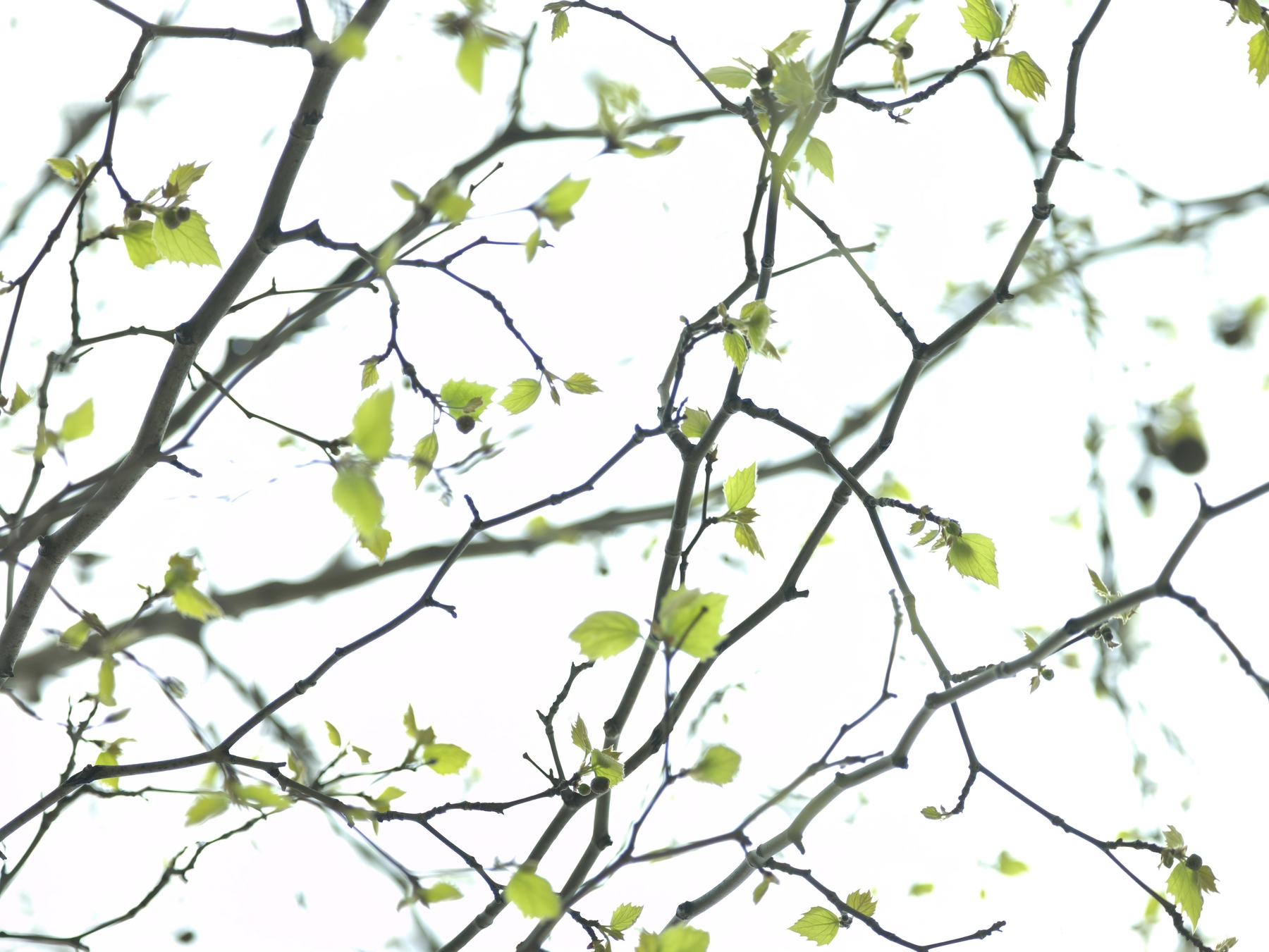 Tree Branches 2 Wallpaper | Happywall