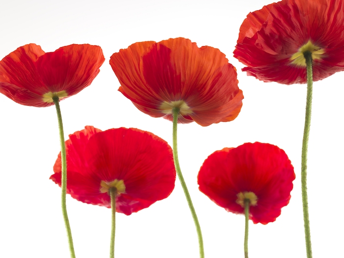 Red Floral Wallpaper with Poppies Design