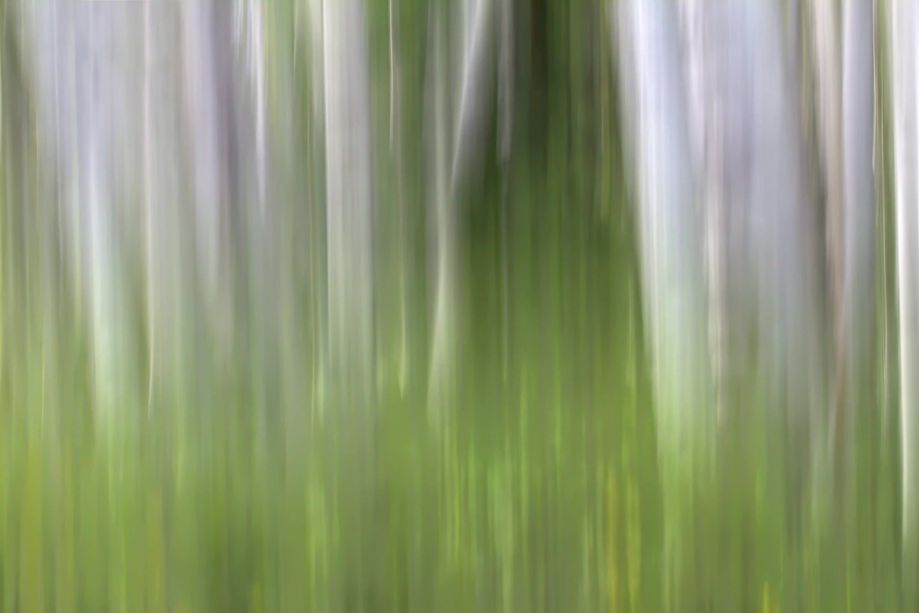 Aspen Forest In The Spring wallpaper - Happywall