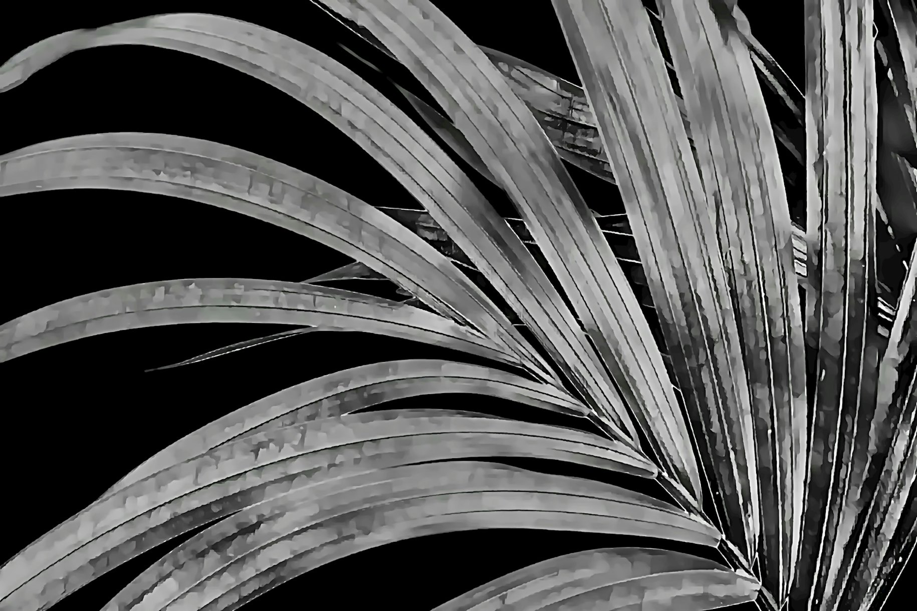 Tropical Leaf Night wallpaper - Happywall