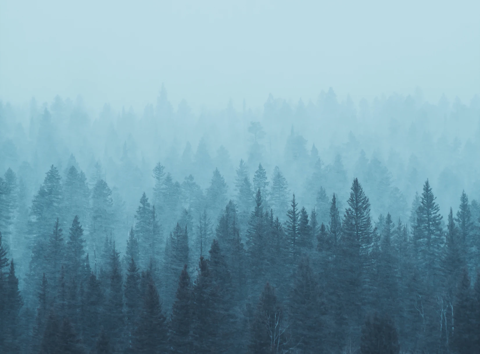 Misty Forest Blue Wallpaper - Happywall