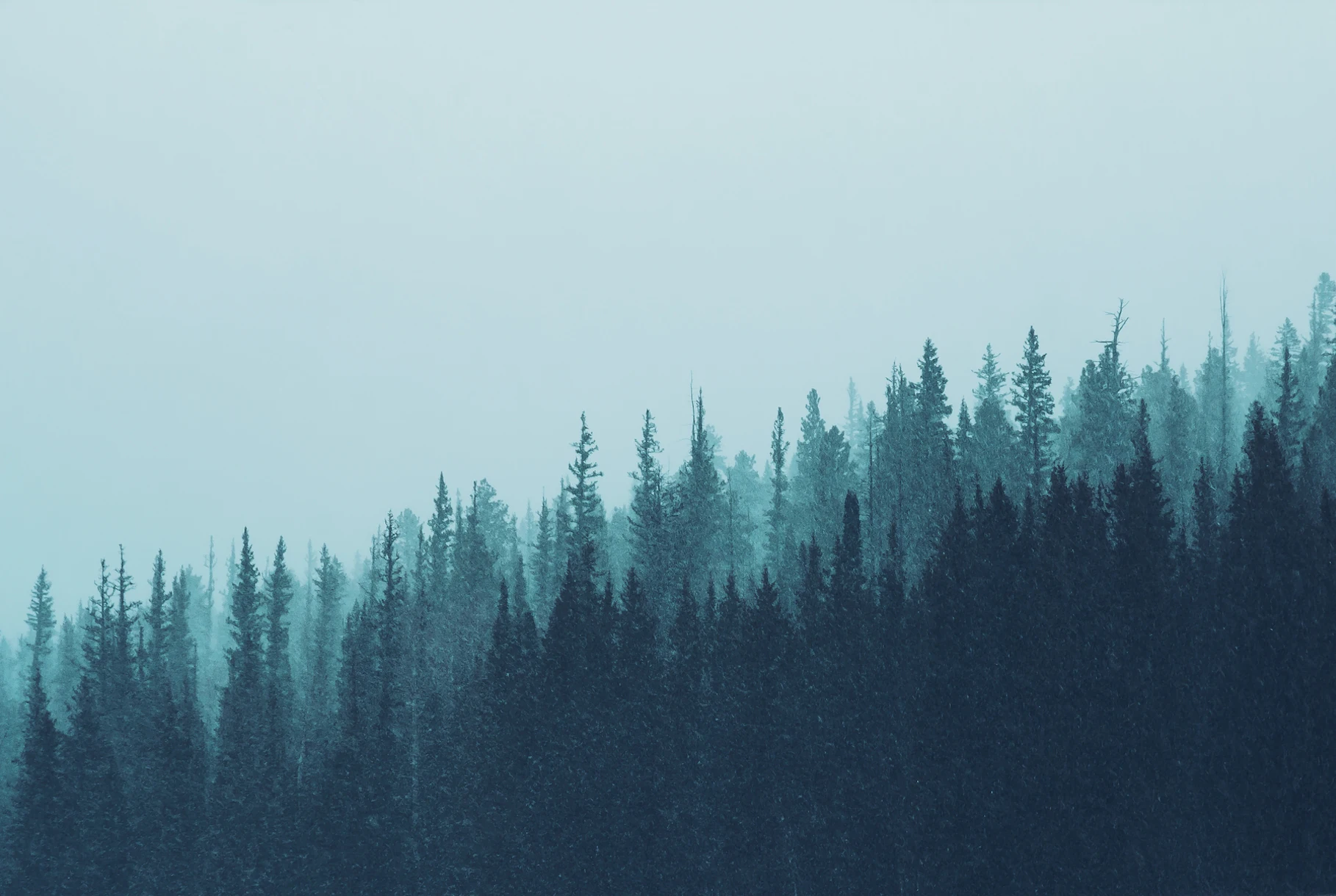 Trees in Storm wallpaper - Happywall