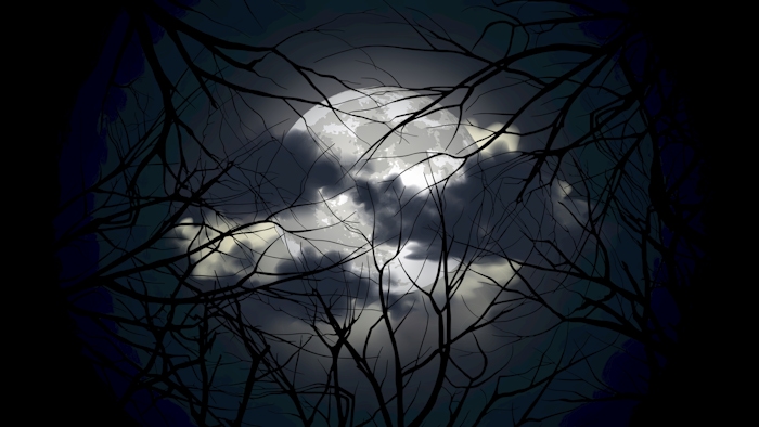 Night Forest 2 Wallpaper - Buy Stunning Forest Wallpapers Online