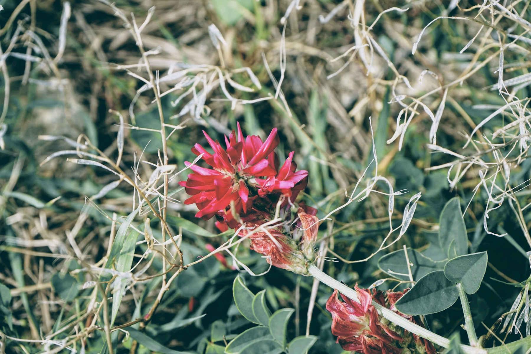 Calming Wildflowers wallpaper - Happywall