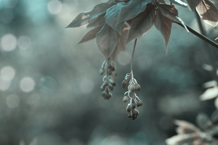 Blue Hour Garden Detail Wallpaper | Happywall