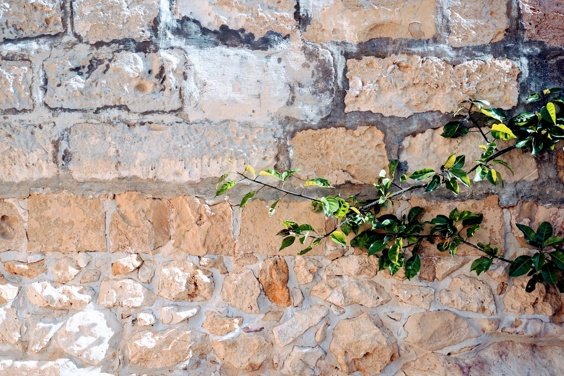 Stone Wall Botanical wallpaper - Happywall