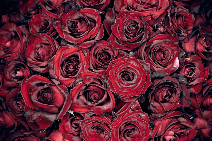 Red Floral Wallpaper - Elegant Rose Design