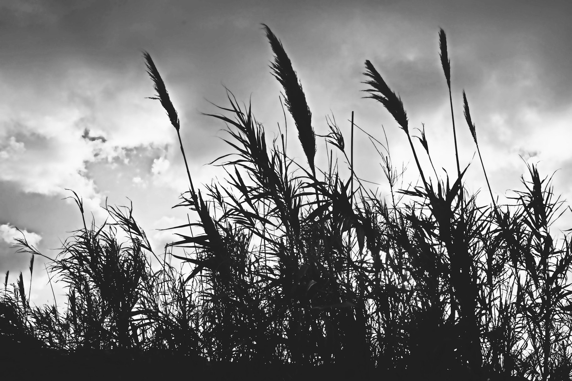 Wild Grass Silhouette wallpaper - Happywall