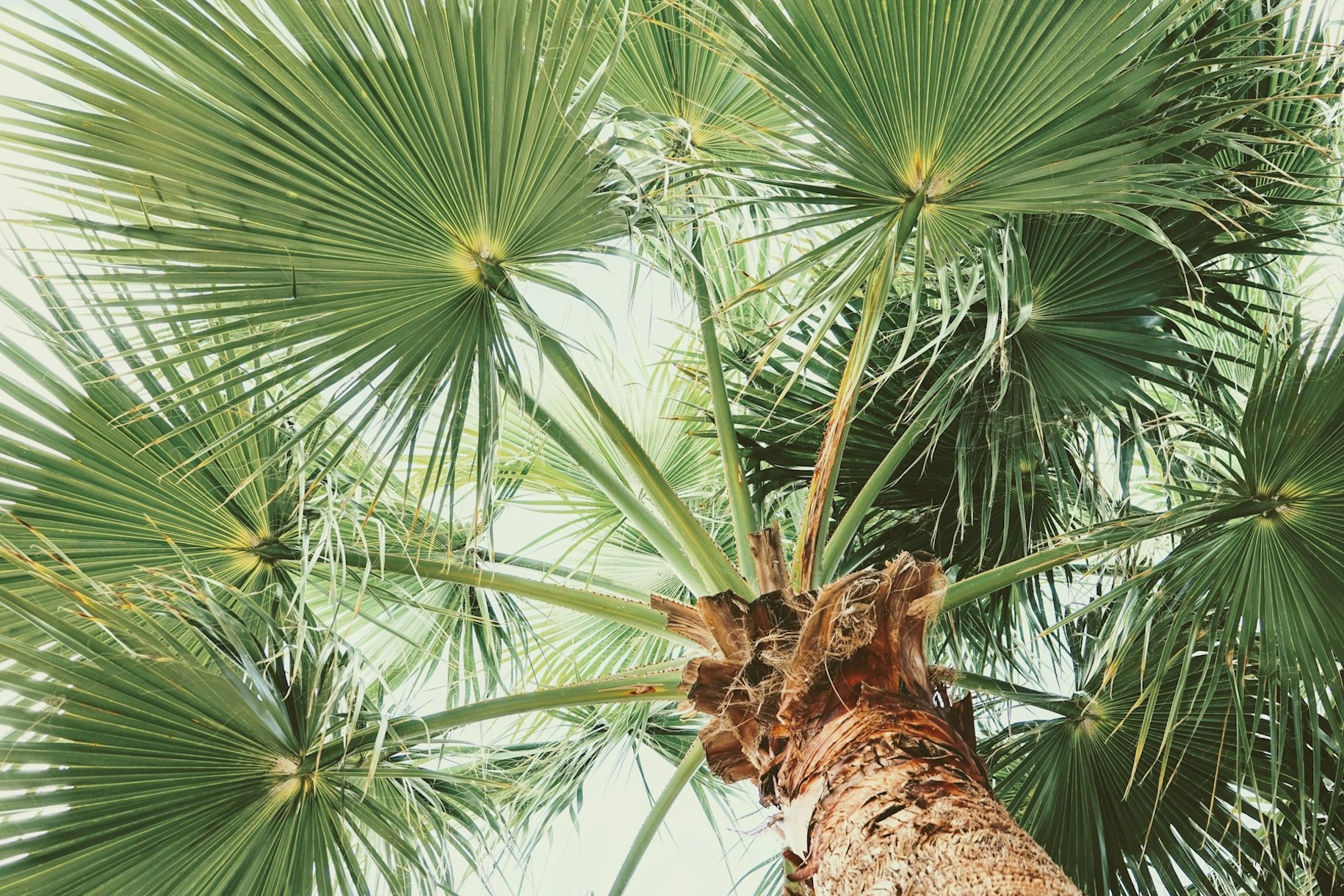 Soft Palm Wallpaper - Create a Relaxing Oasis in Your Home | Happywall