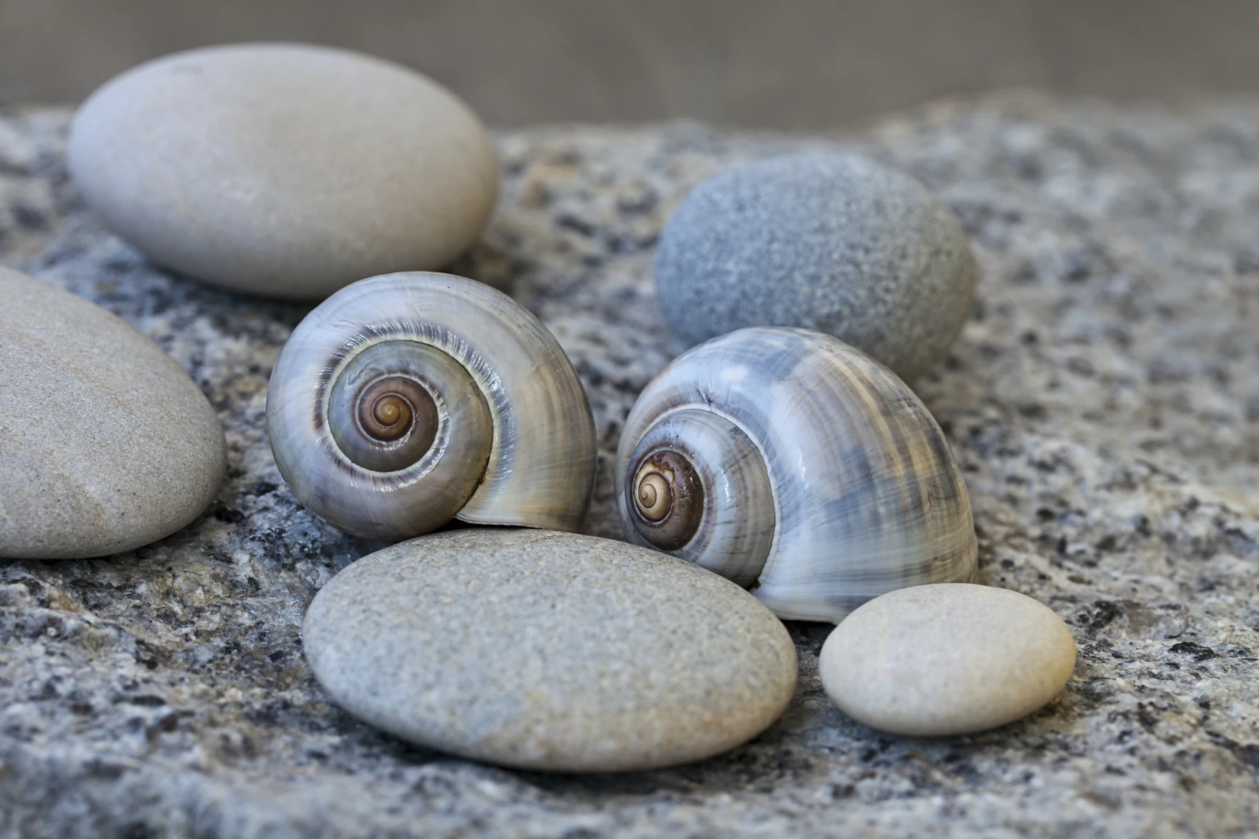 Zen Pebble Shell Still Life wallpaper - Happywall