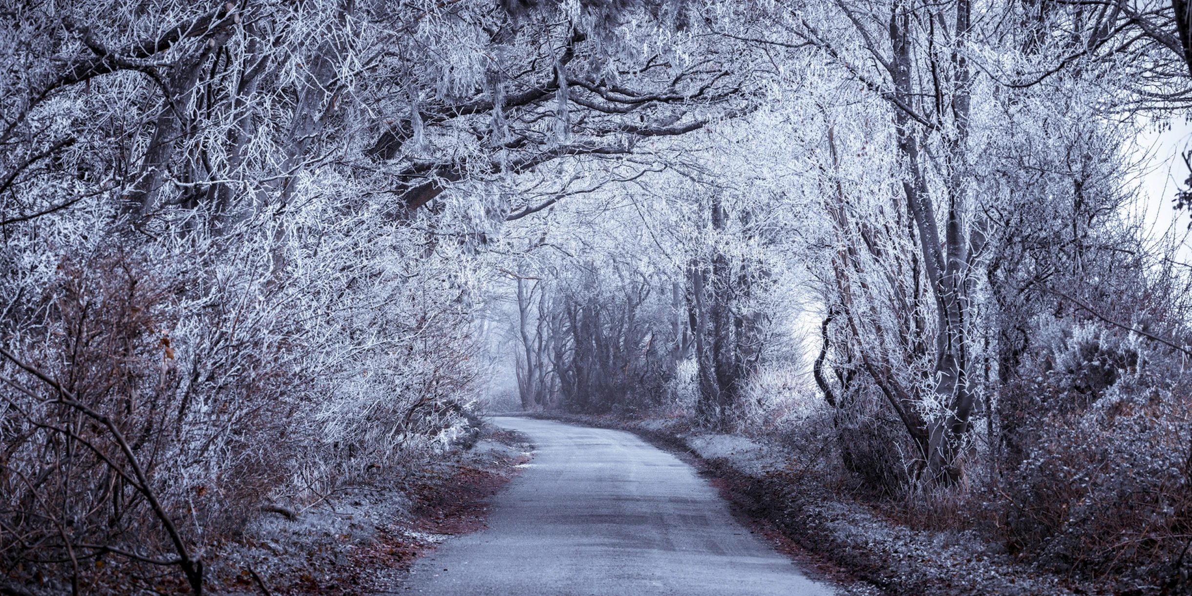 Frosted road through forest wallpaper - Happywall