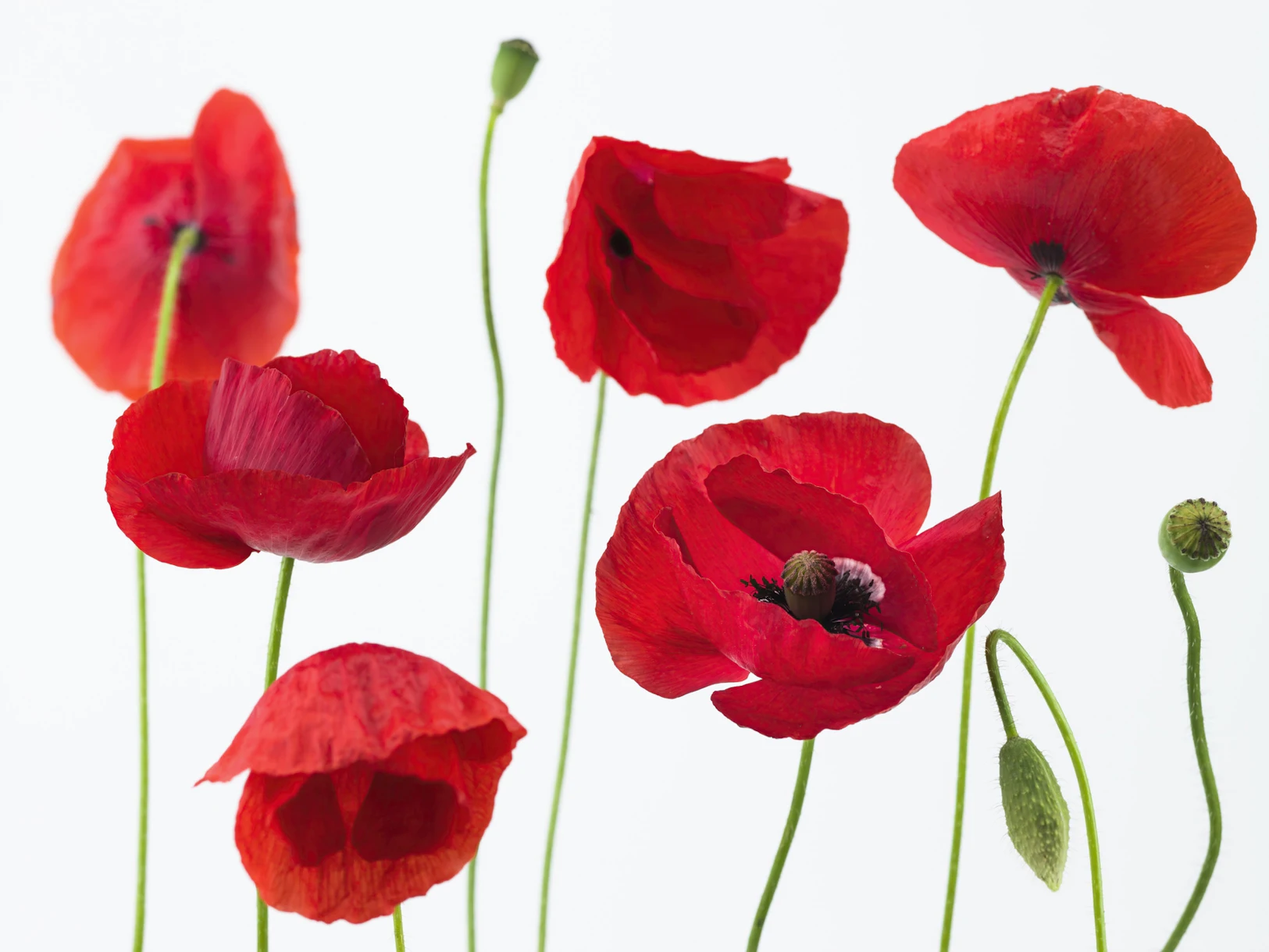 Poppies on White Background Wallpaper - Buy Online | Happywall