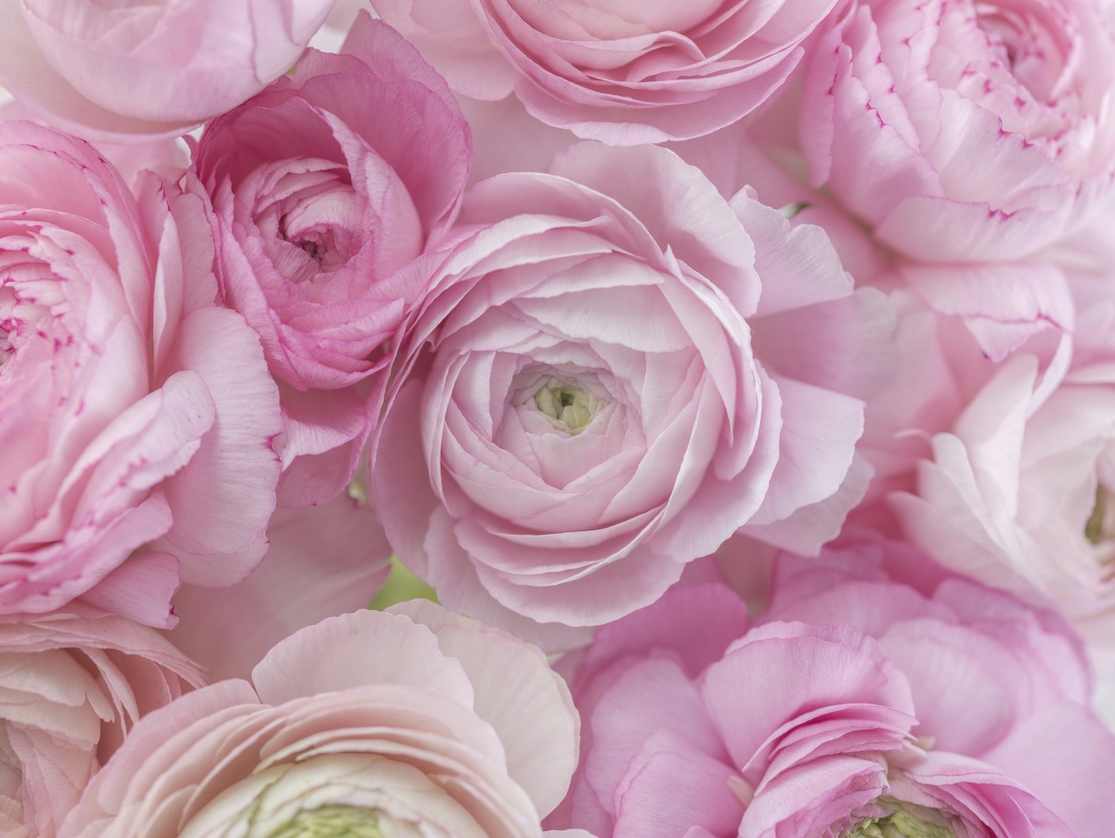 Bunch of Ranunculus Wallpaper - Floral Wall Covering | Happywall
