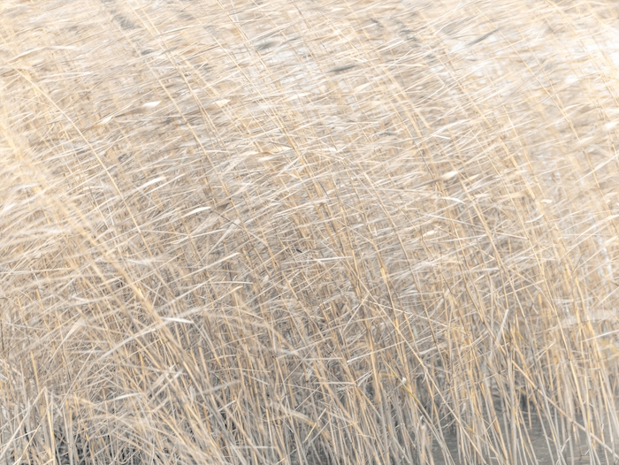 Natural Brown Reeds Wallpaper for Home Decor