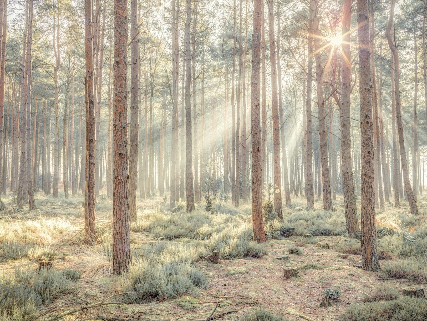 "Misty Forest with Sunrays Wallpaper - Shop Nature Inspired Wallpapers ...