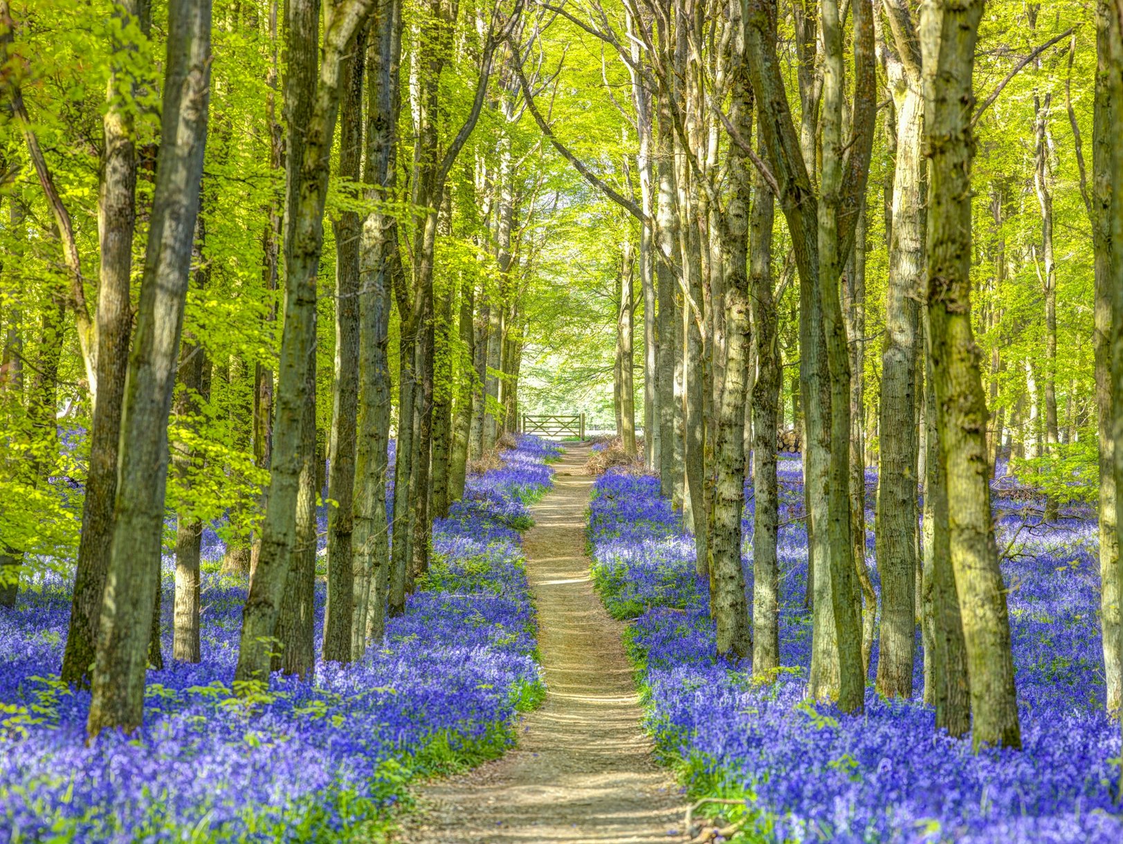 Buy Bluebells 4 Wallpaper Online | Happywall