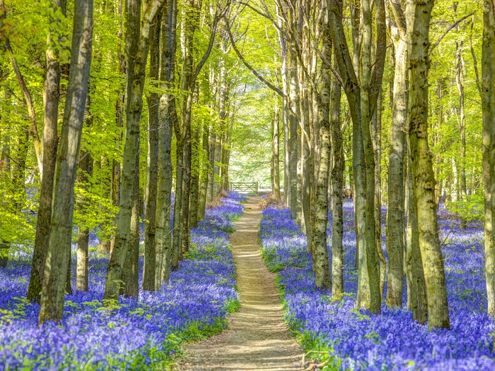 Blue Floral Forest Wallpaper for Home Decor