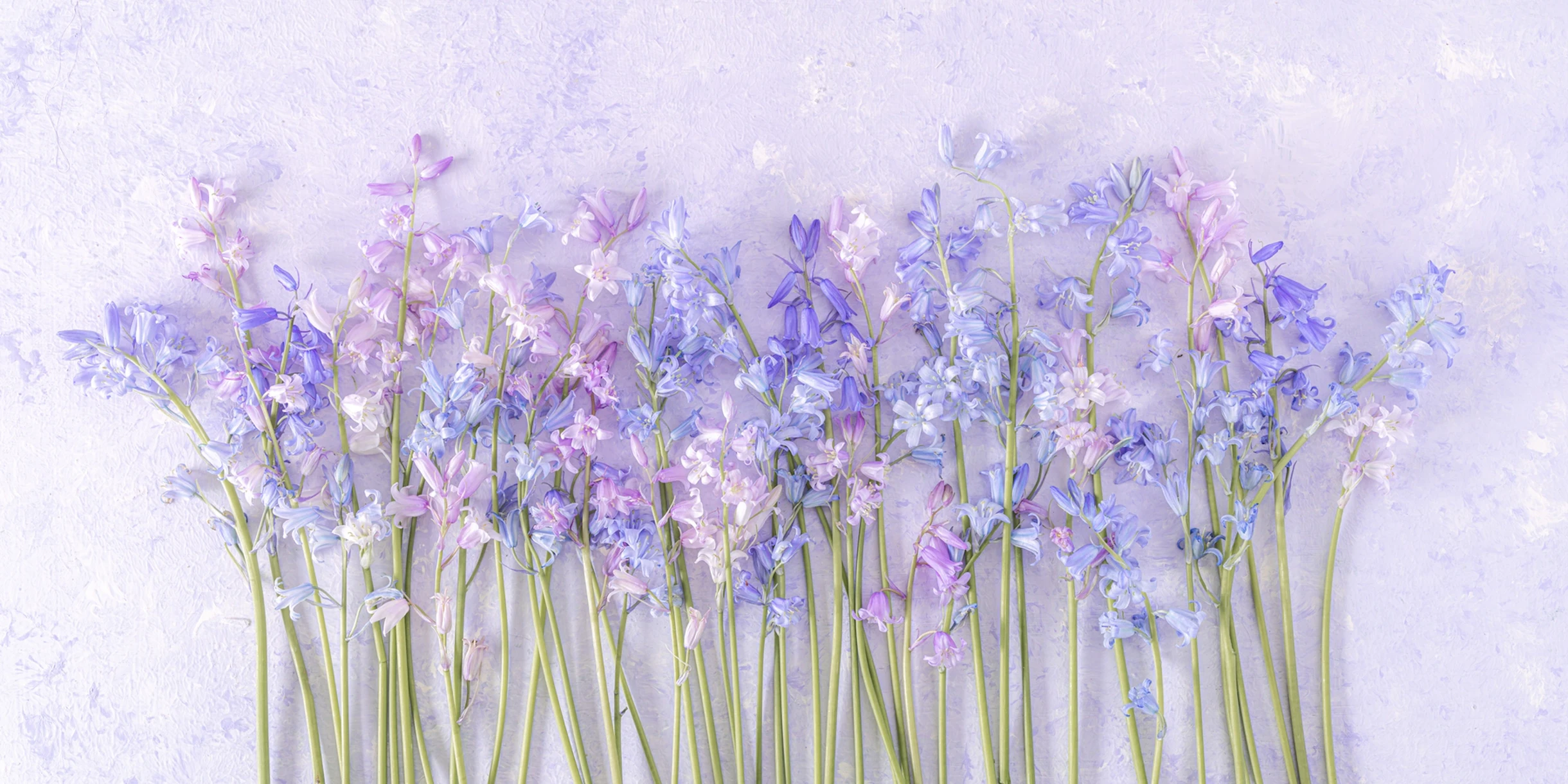 Buy Bluebell Flowers Wallpaper Online - Happywall.com