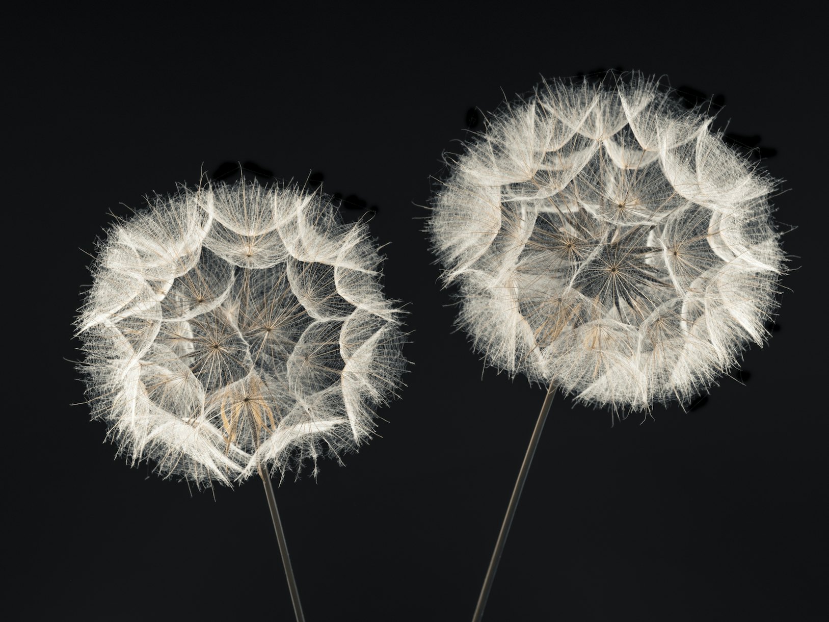 Dandelion Clock wallpaper - Happywall