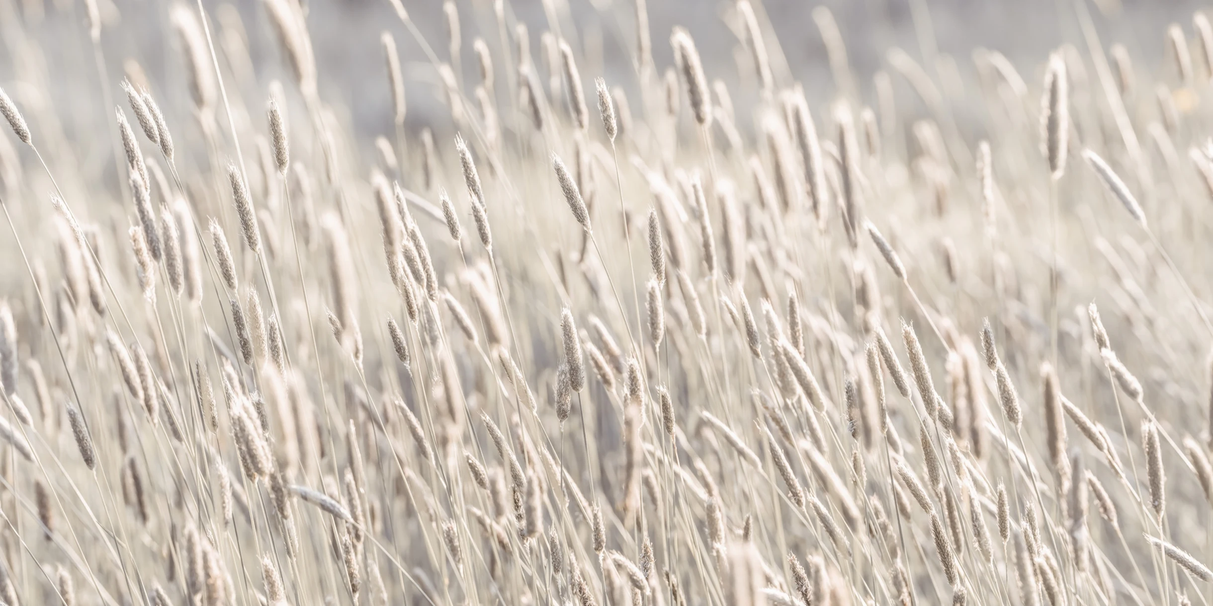 Grass in meadow wallpaper - Happywall