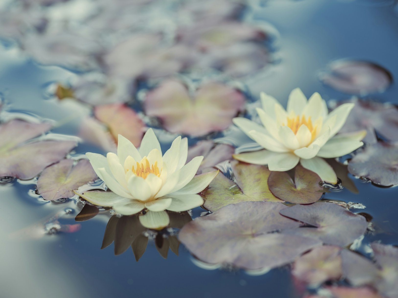 Lotus in Pond Wallpaper - Beautiful Nature Wallpapers | Happywall