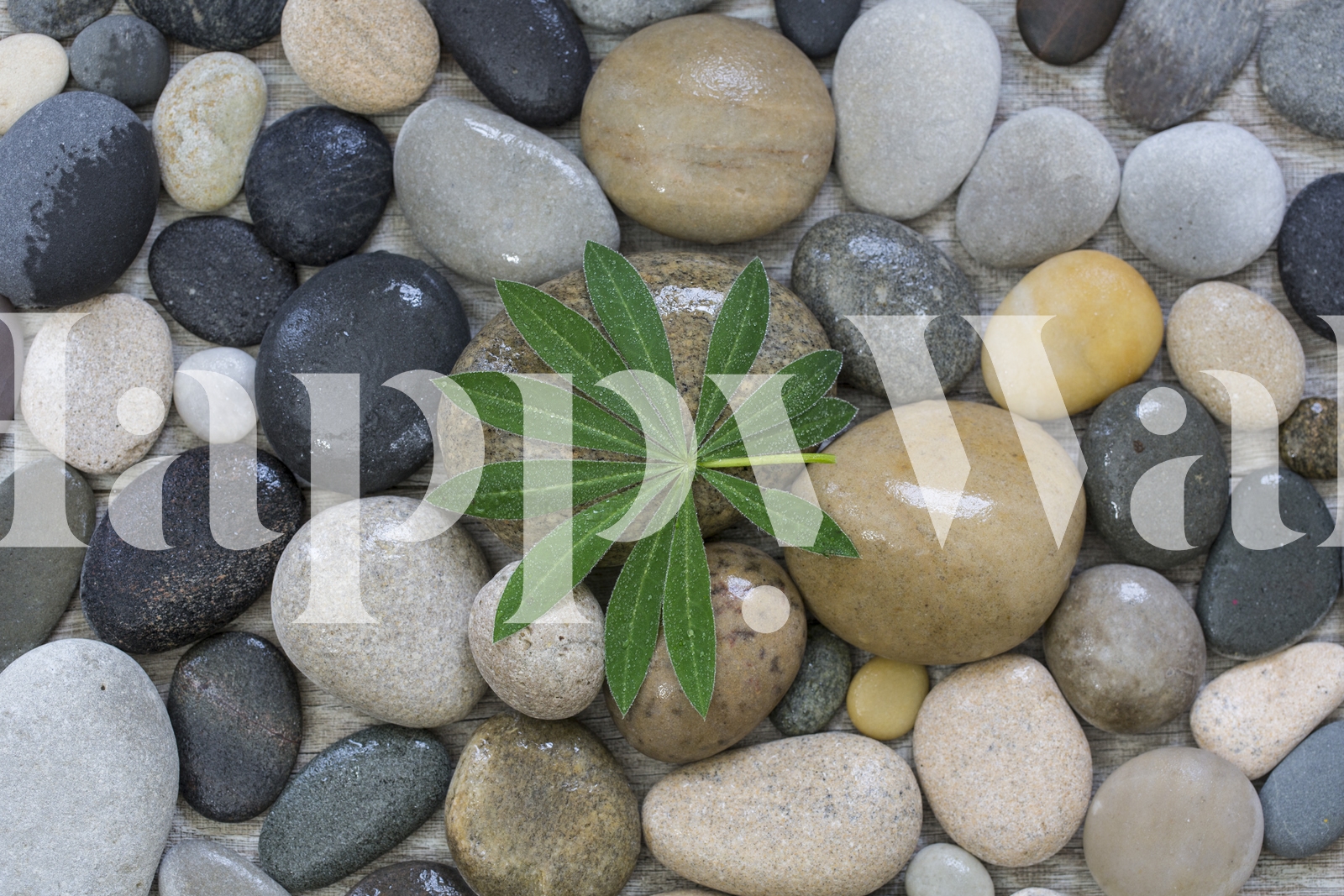 Buy Green Leaf and Pebble Wallpaper Online - Happywall